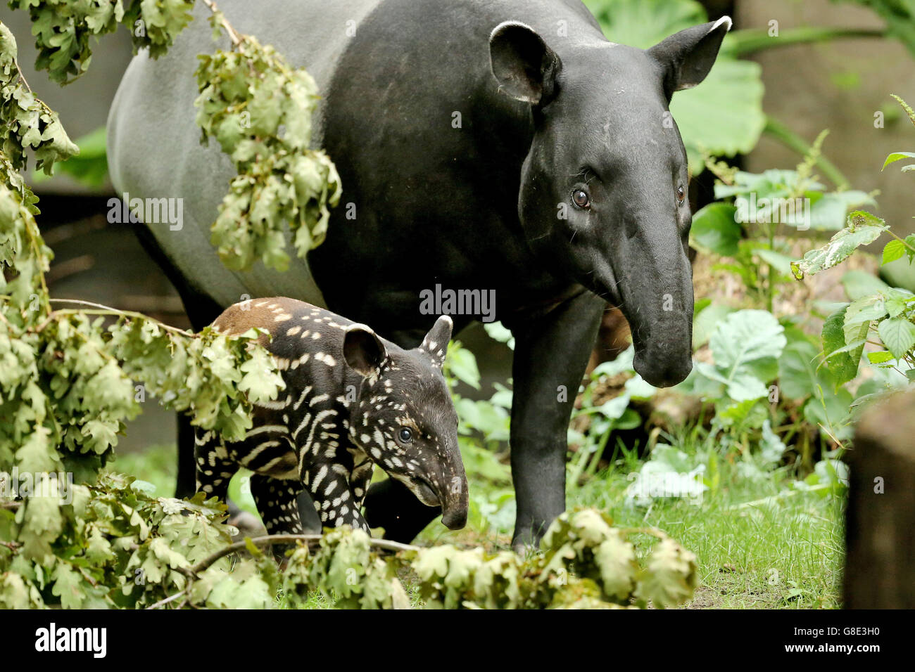 Tapir Enclosure High Resolution Stock Photography and Images - Alamy