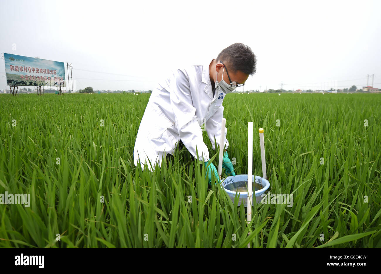 Hunan rice field hi-res stock photography and images - Alamy
