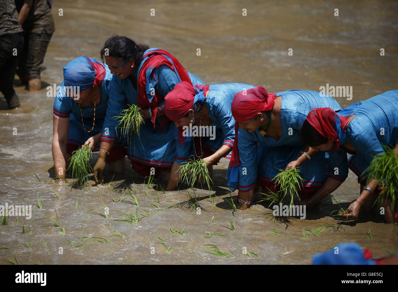 Nepal rice planting festival hi-res stock photography and images - Alamy