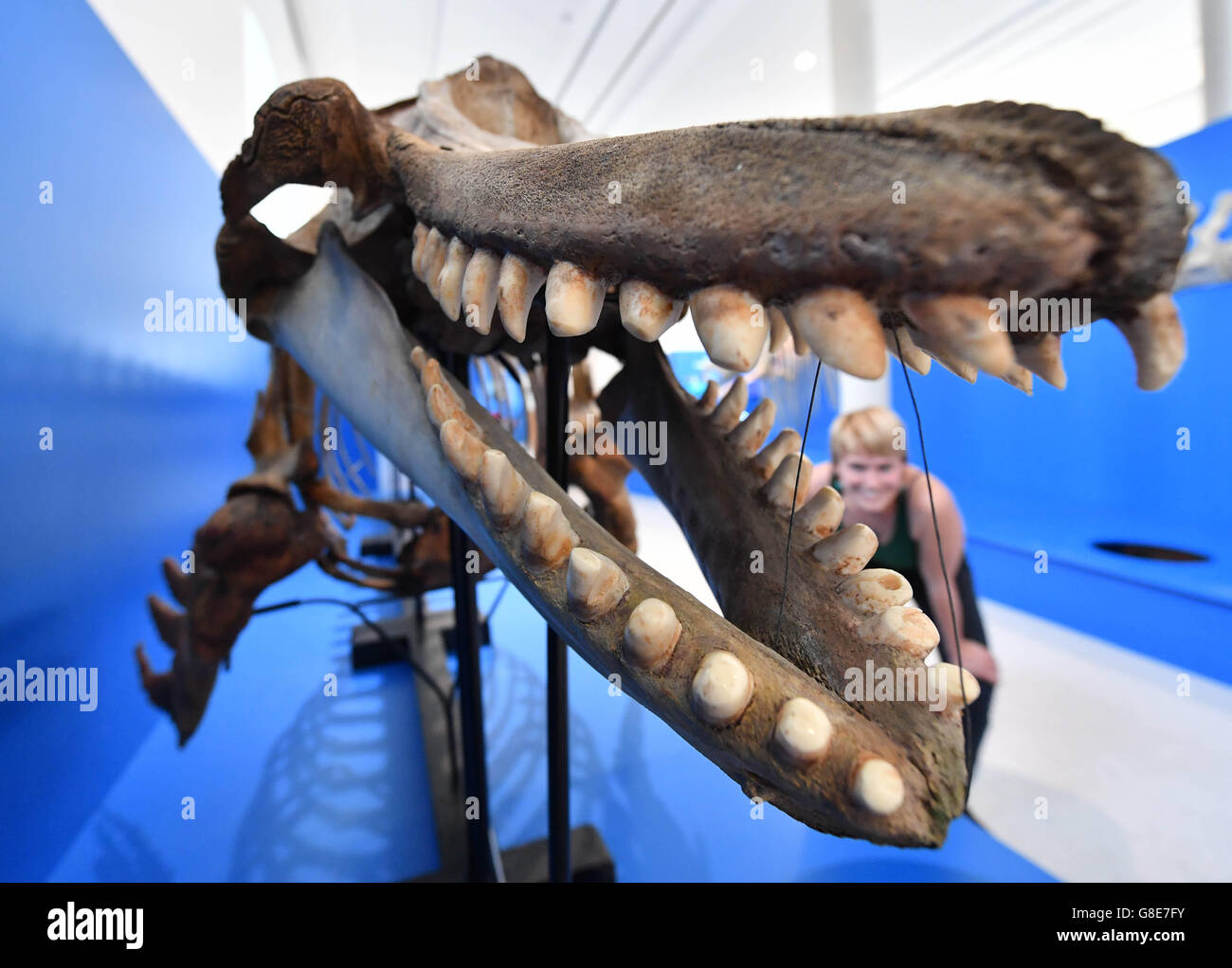 Karlsruhe, Germany. 28th June, 2016. A skeleton of an orca can be seen ...