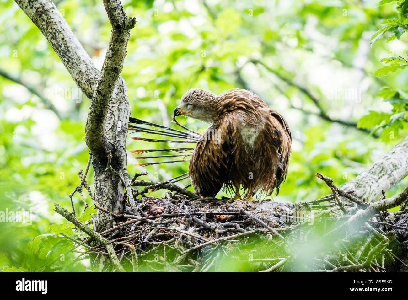 A red kite (Milvus milvus) chick in the verge of fledging (branching ...