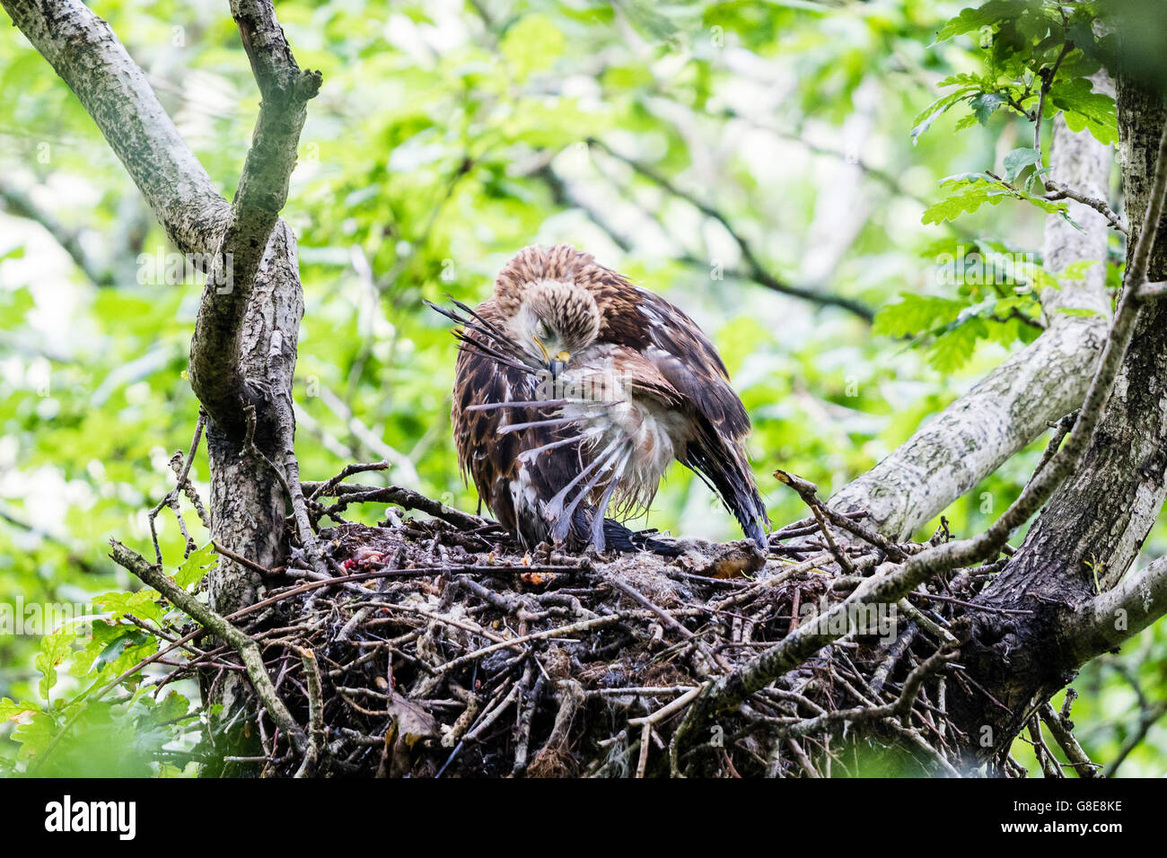 A red kite (Milvus milvus) chick in the verge of fledging (branching ...