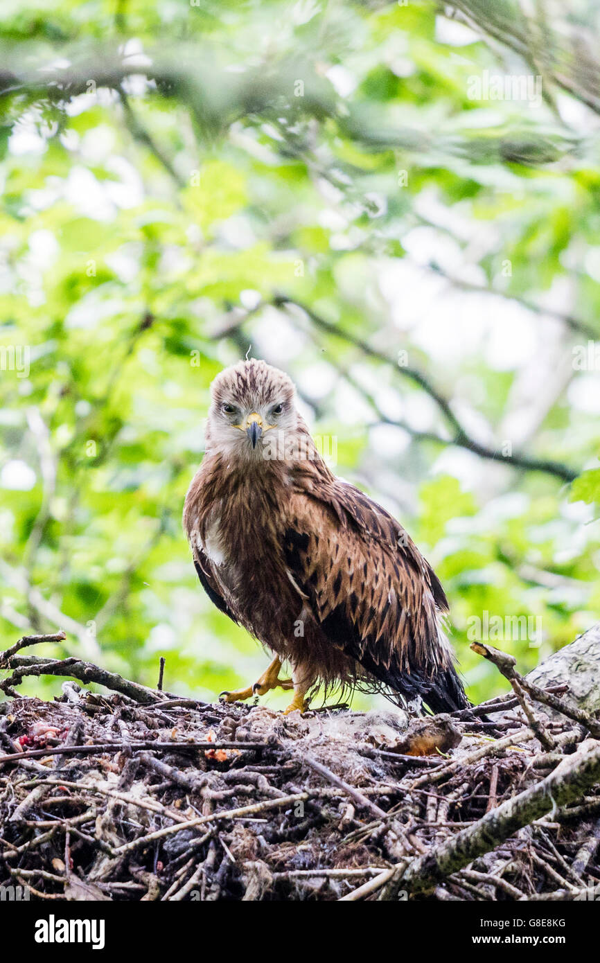 A red kite (Milvus milvus) chick in the verge of fledging (branching ...