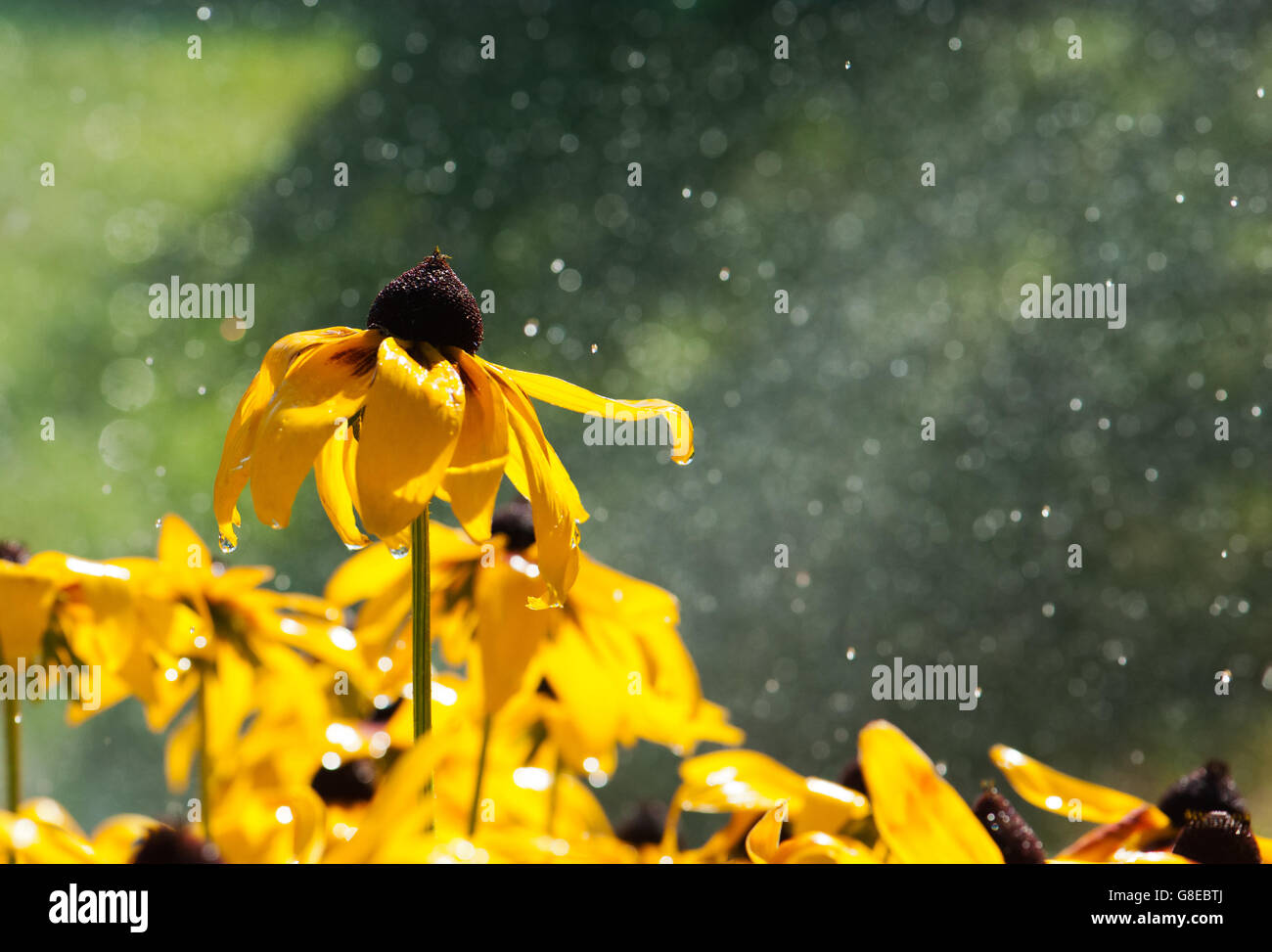 Warm summer rain hi-res stock photography and images - Alamy