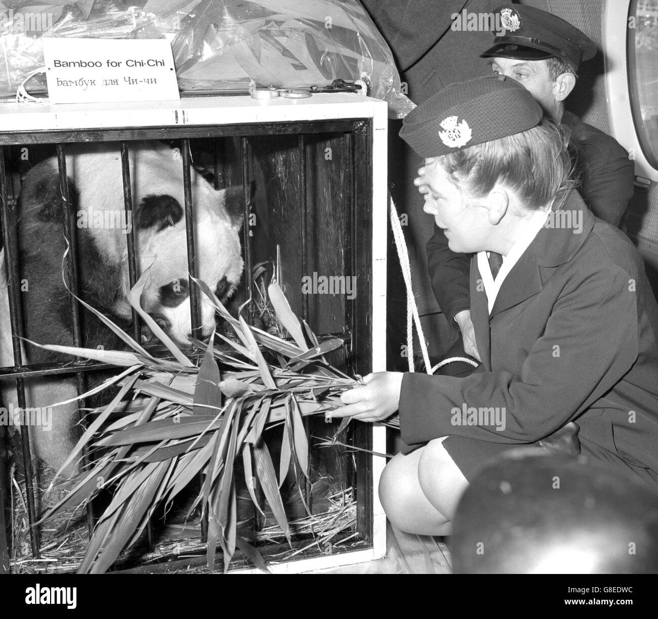 Chi chi the panda hi-res stock photography and images - Alamy