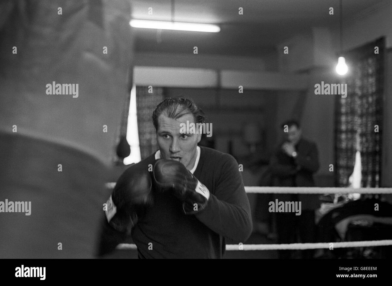Boxer jack bodell in training in his local pub gym hi-res stock ...