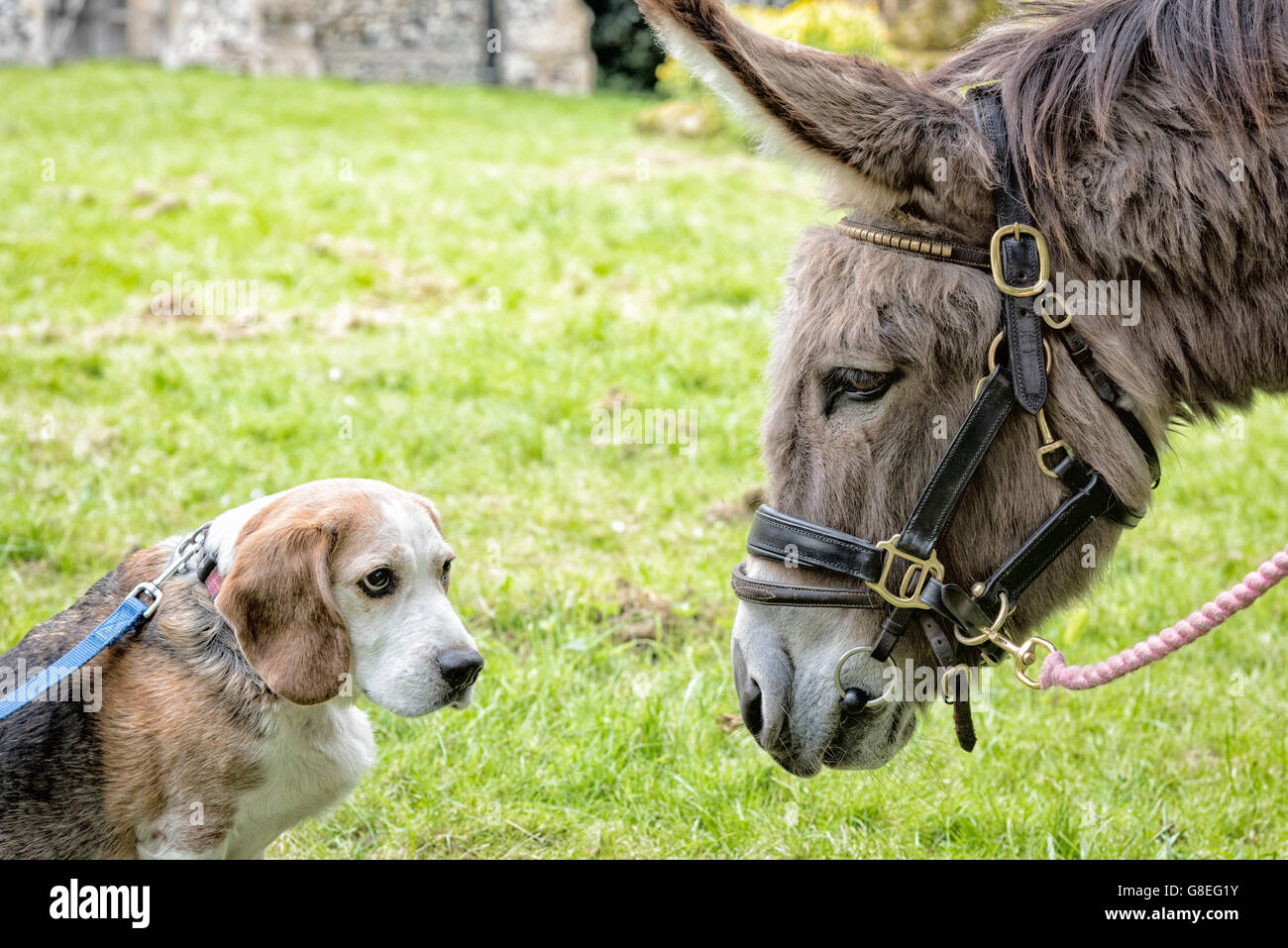 A donkey and a beagle dog looking at each other Stock Photo - Alamy