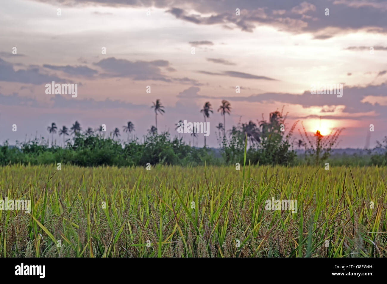 Fully ripe rice plants, ready to harvest, against setting sun from Goa ...