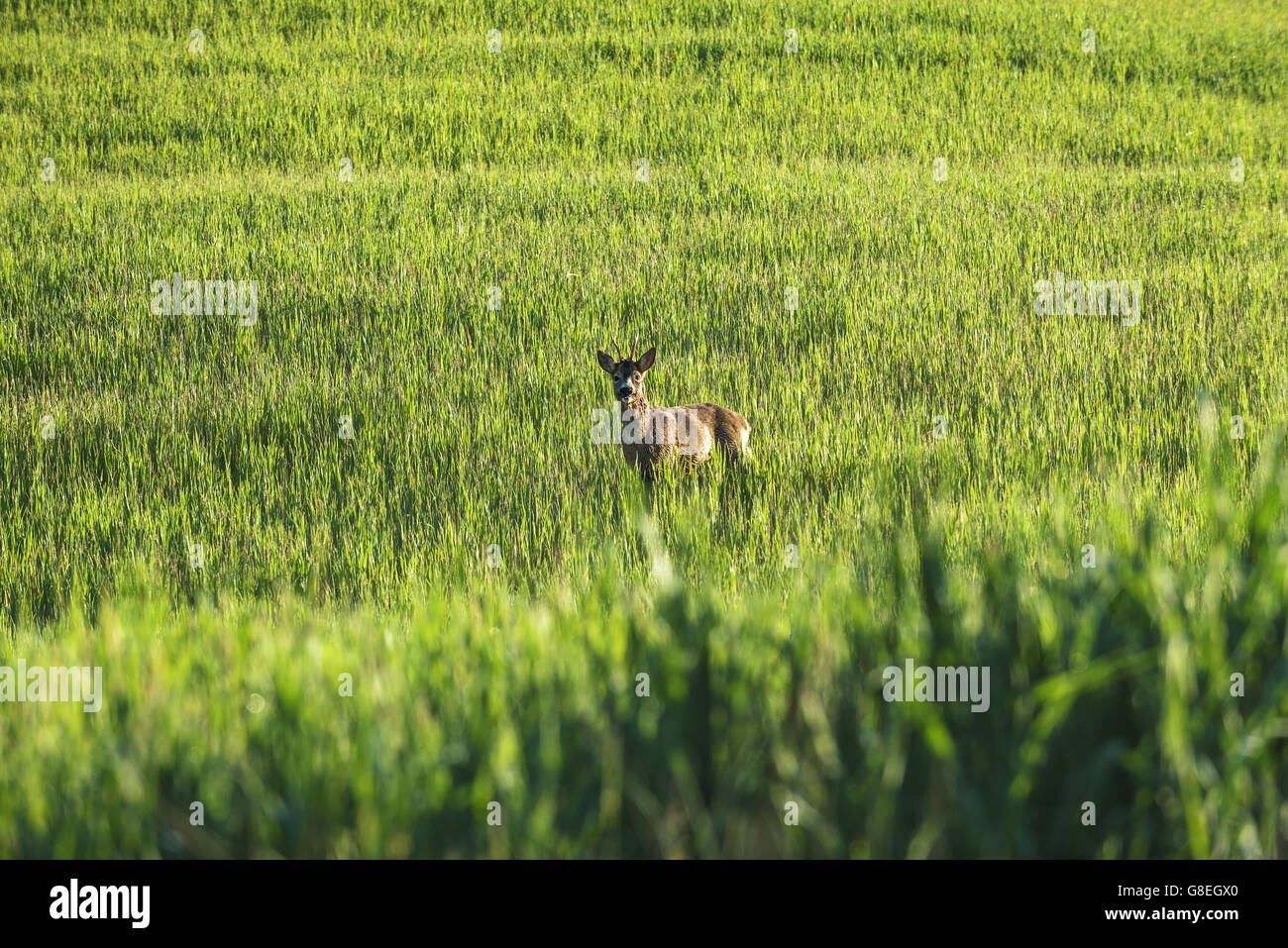 Roe deer spring woodland hi-res stock photography and images - Alamy