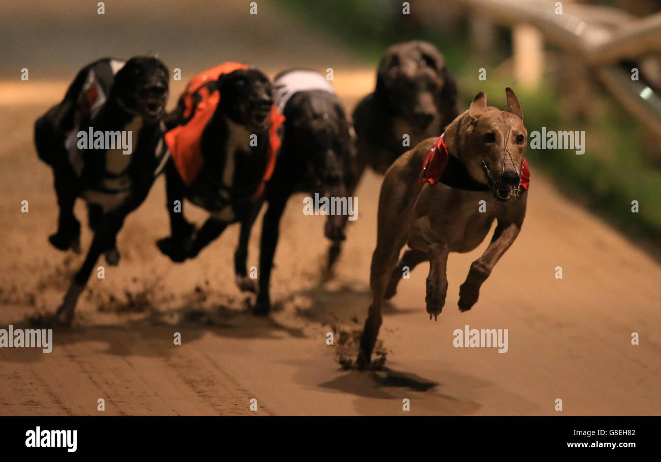 Greyhound Racing - William Hill St Leger - Wimbledon Greyhound Stadium ...