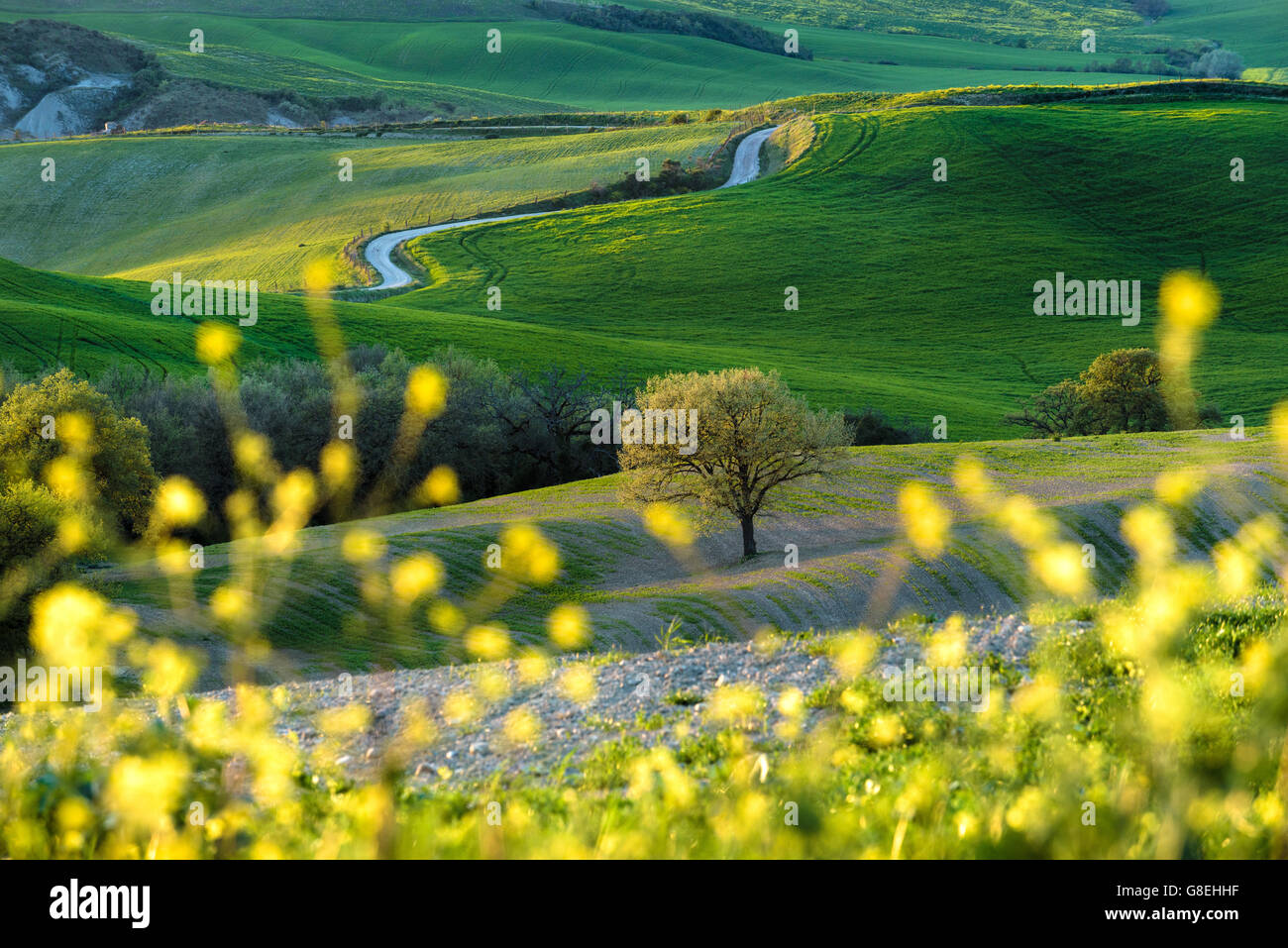 Green awakening spring in Tuscany Stock Photo - Alamy