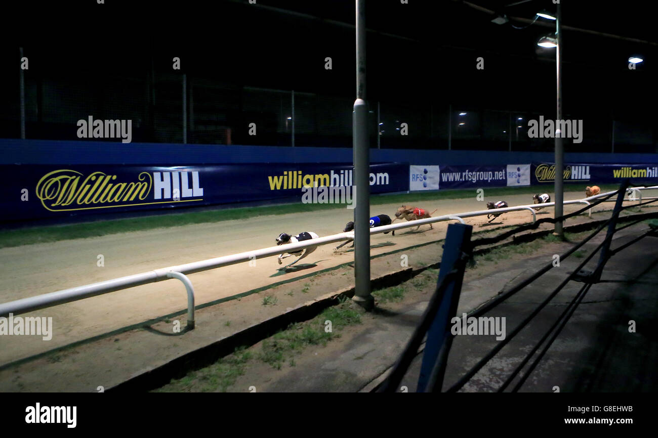 Greyhound Racing - William Hill St Leger - Wimbledon Greyhound Stadium ...