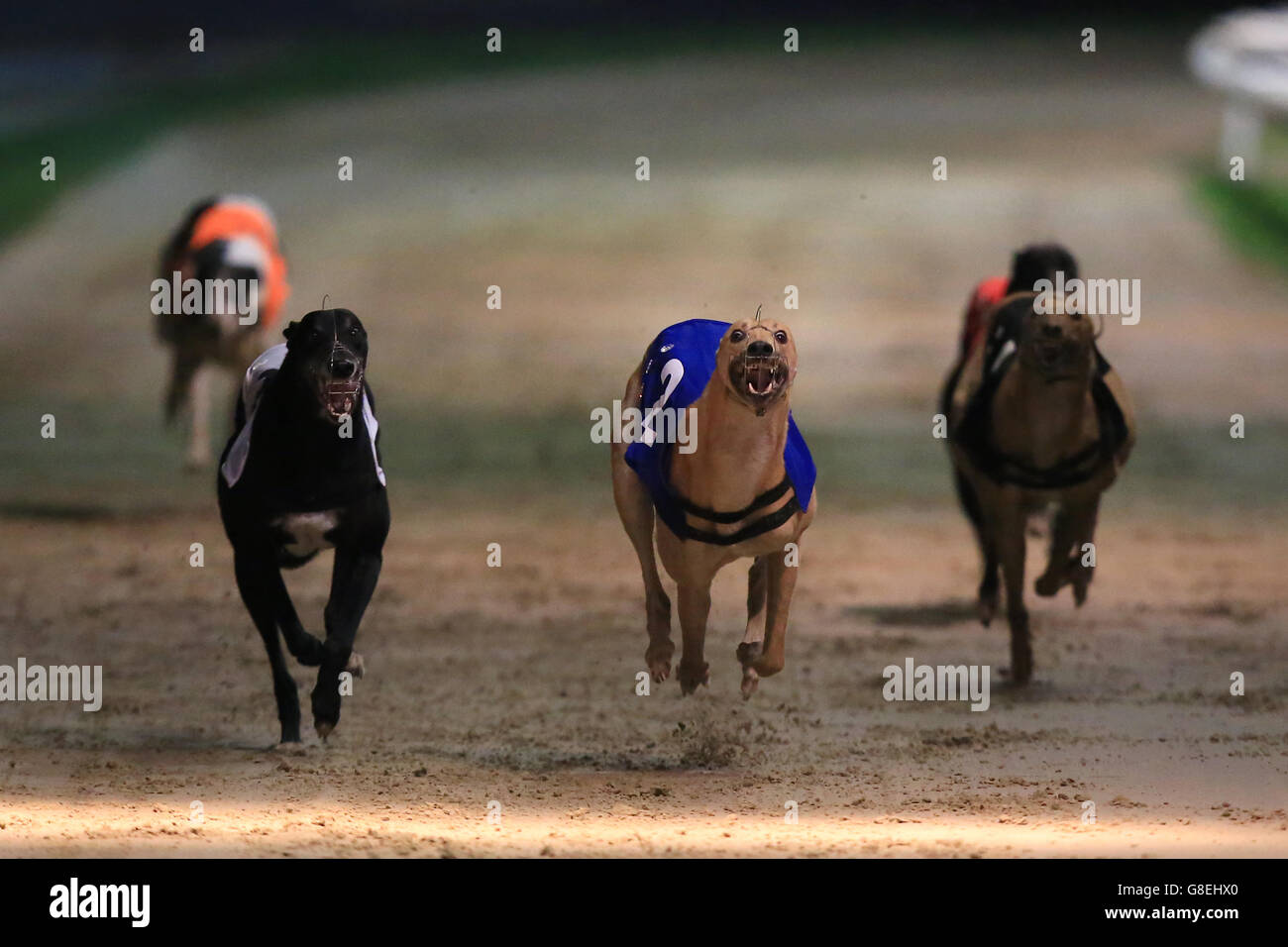 Greyhound Racing - William Hill St Leger - Wimbledon Greyhound Stadium ...