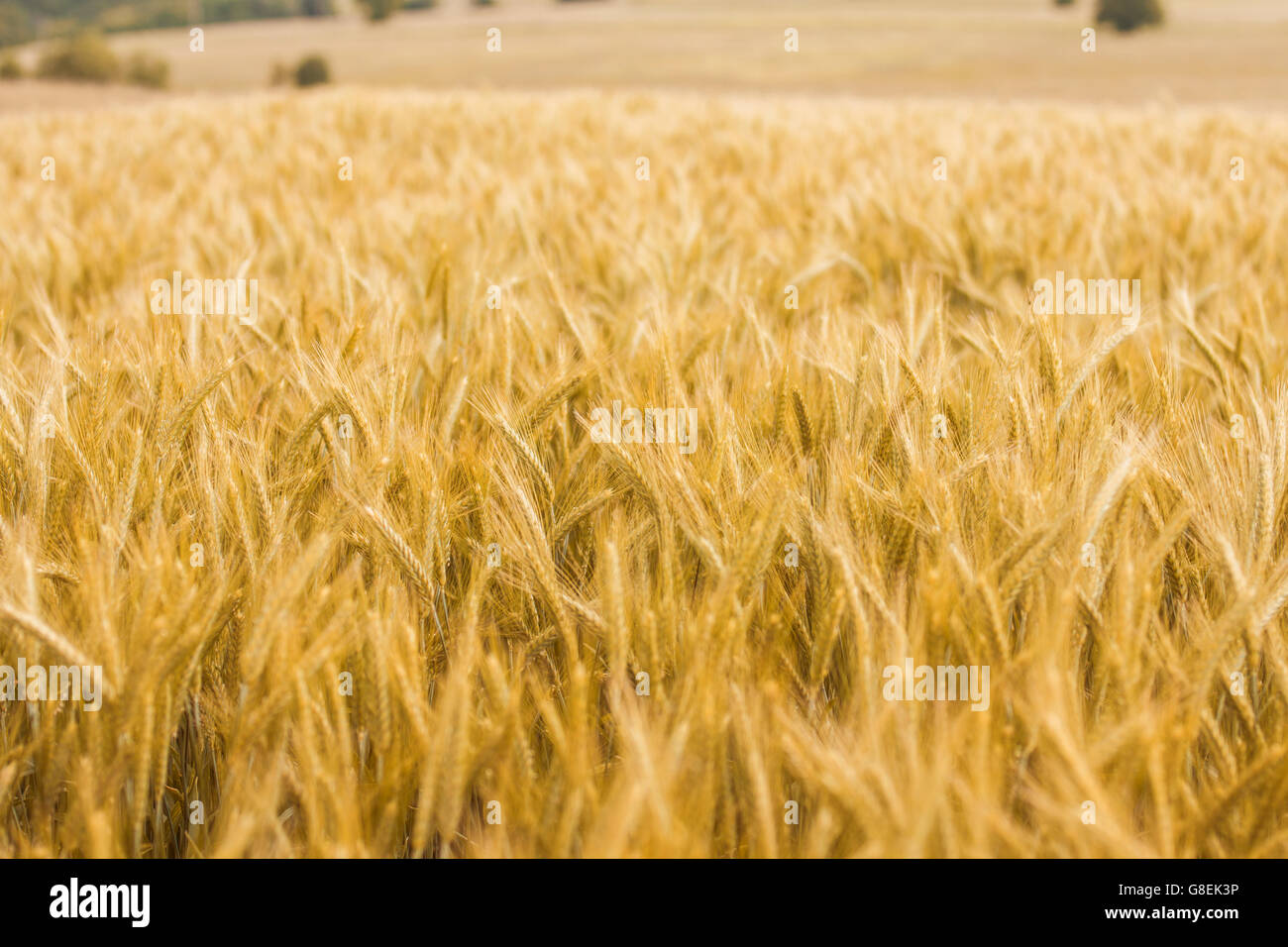 Golden barley fields at summer sunny day Stock Photo - Alamy