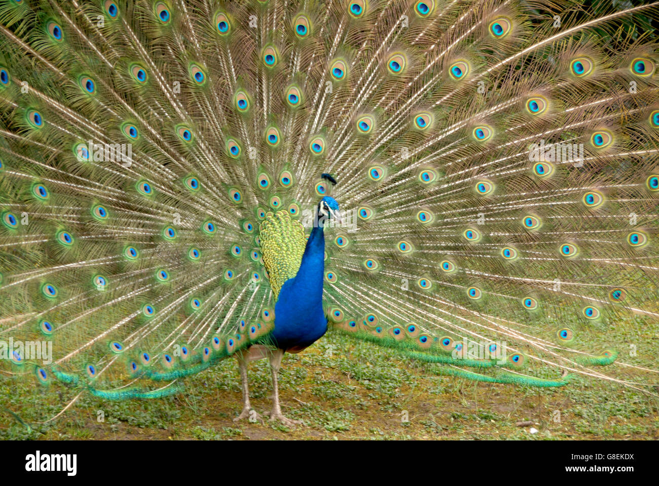 Peacock in spring Stock Photo - Alamy