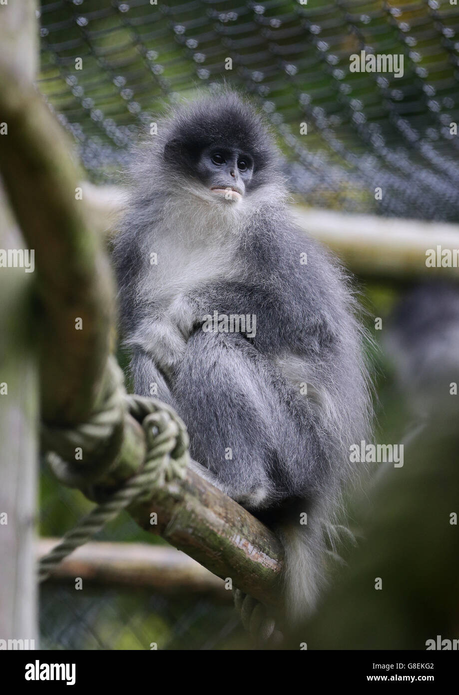 Grizzled leaf monkeys hi-res stock photography and images - Alamy