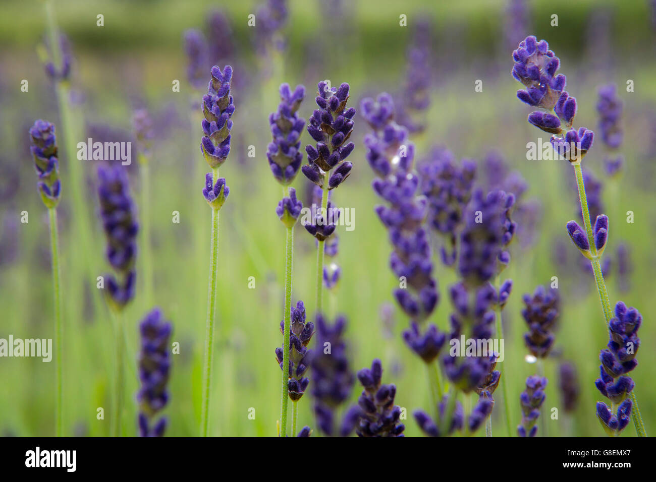 Tall stems of deep purple lavender flowers ina garden border Stock ...