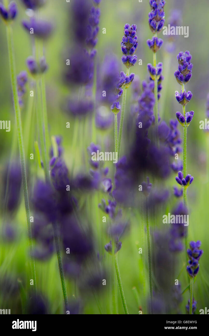 Lavender deep blue field plant hi-res stock photography and images - Alamy