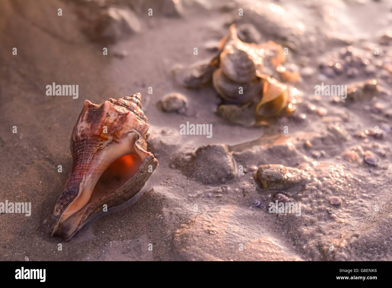 shell on the beach in low tide Stock Photo - Alamy