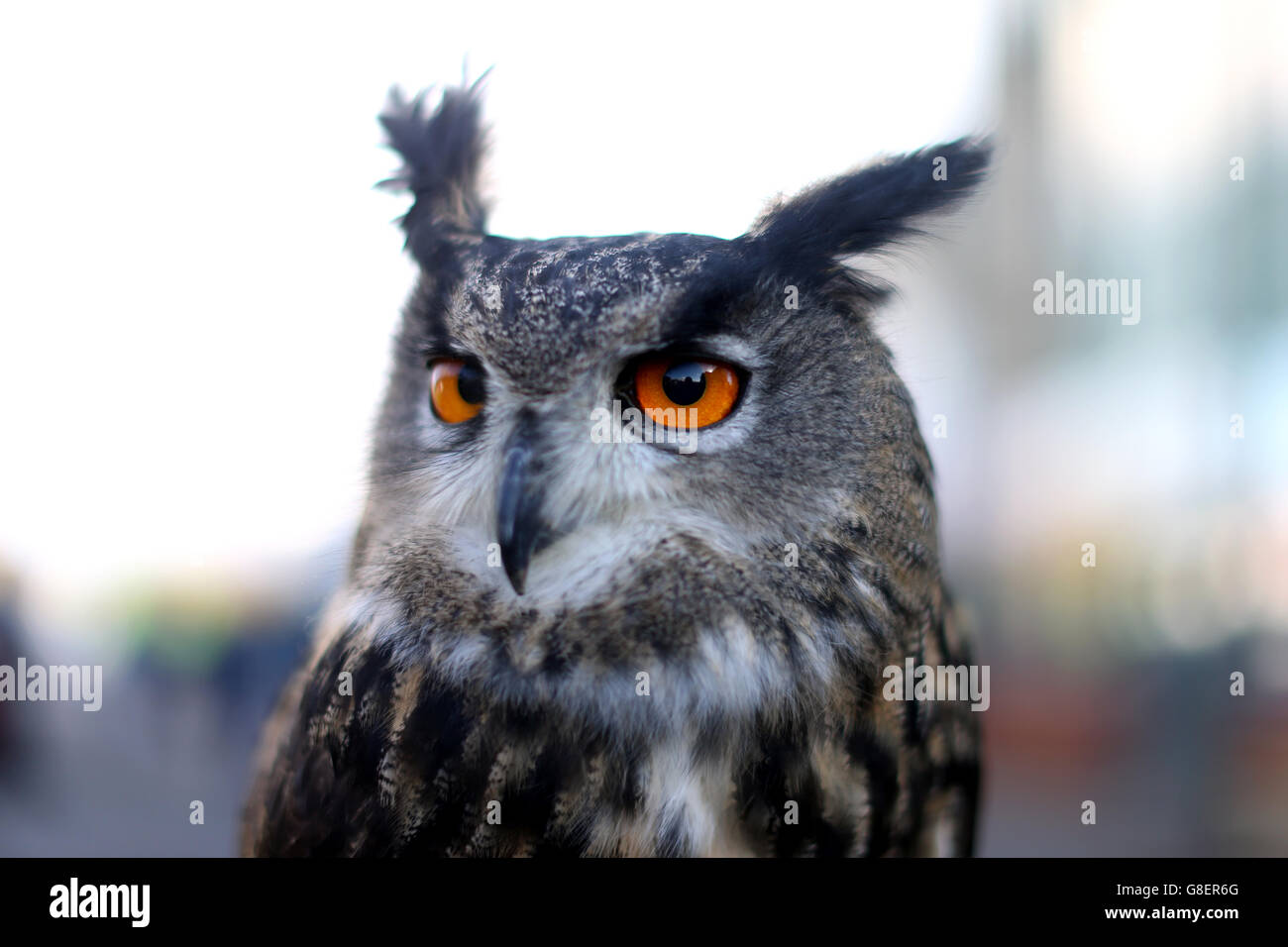 Exeter racecourse hi-res stock photography and images - Alamy