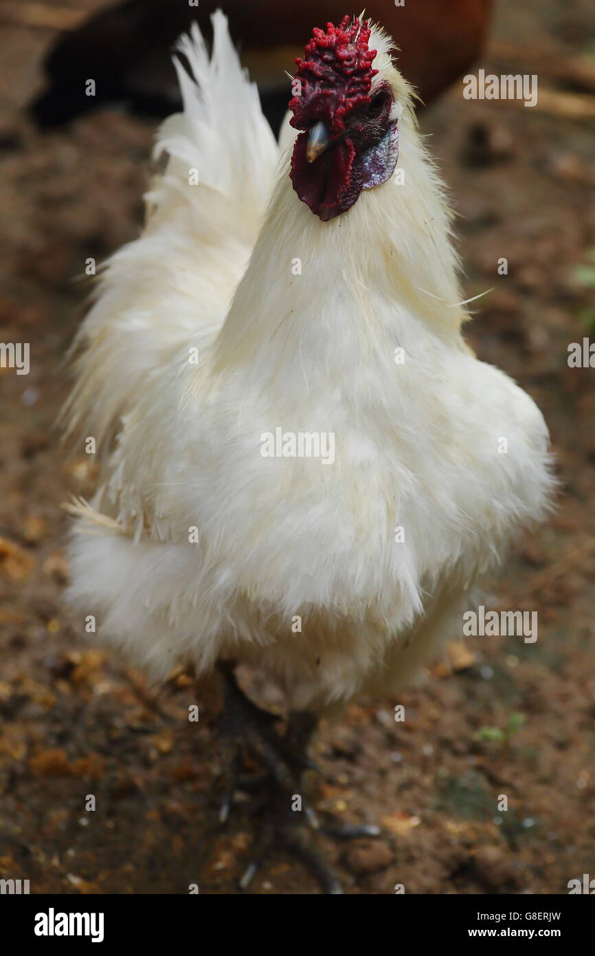 White silky chicken hi-res stock photography and images - Alamy