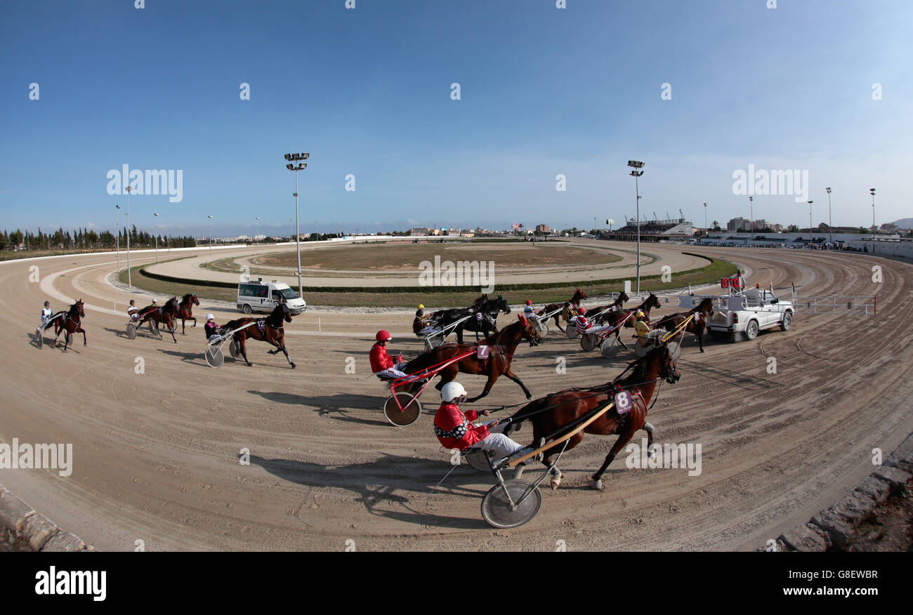 Riders compete during a horse harness chariots race in Palma de ...