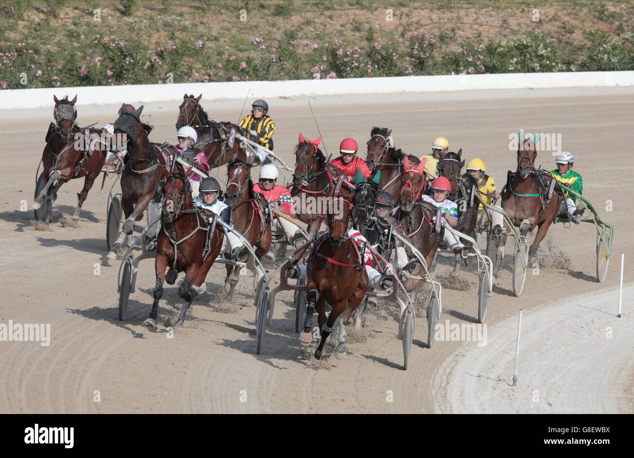 Riders compete during a horse harness chariots race in Palma de ...