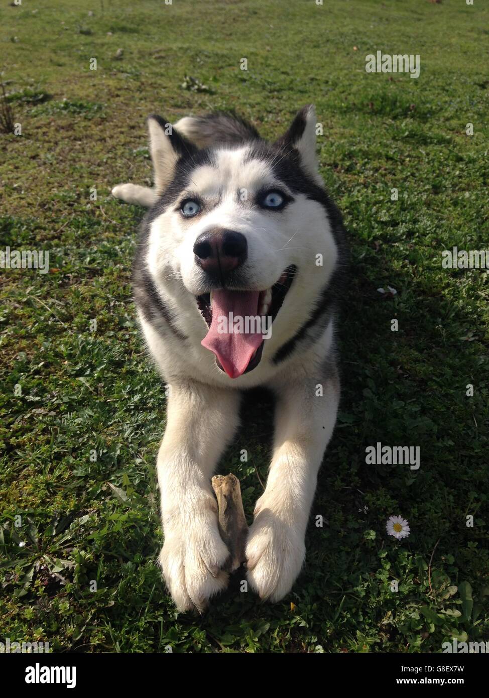 Husky Siberiano Enojado Raza De Perro Enojado Husky Siberiano Fondo De