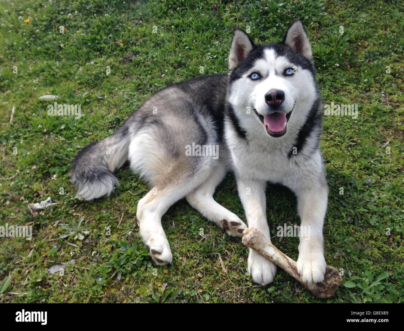 Angry dog eyes hi-res stock photography and images - Alamy