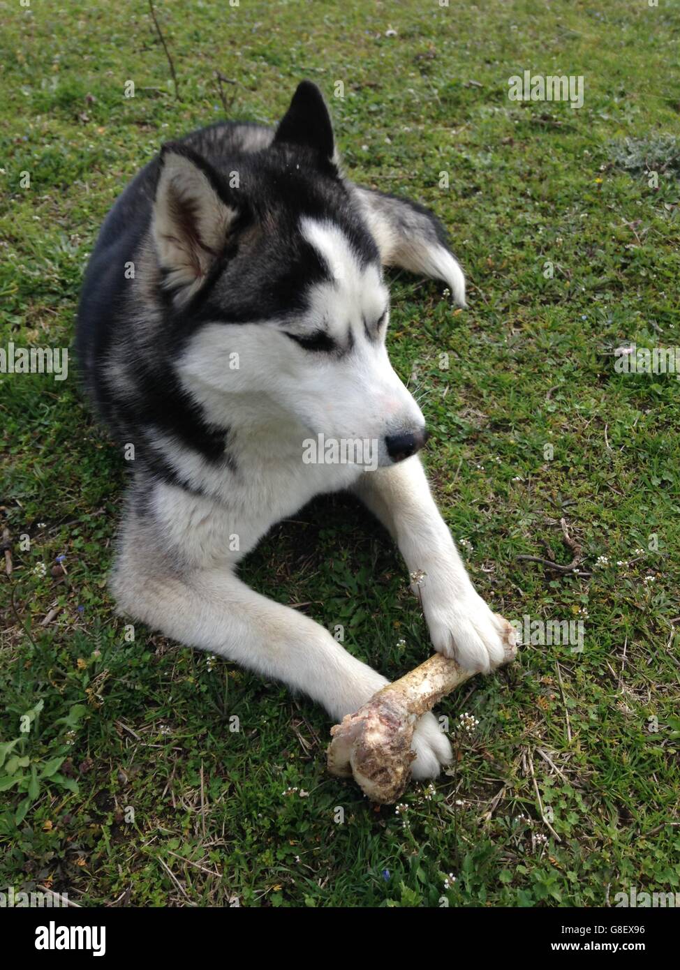 Husky dog with bone hi-res stock photography and images - Alamy