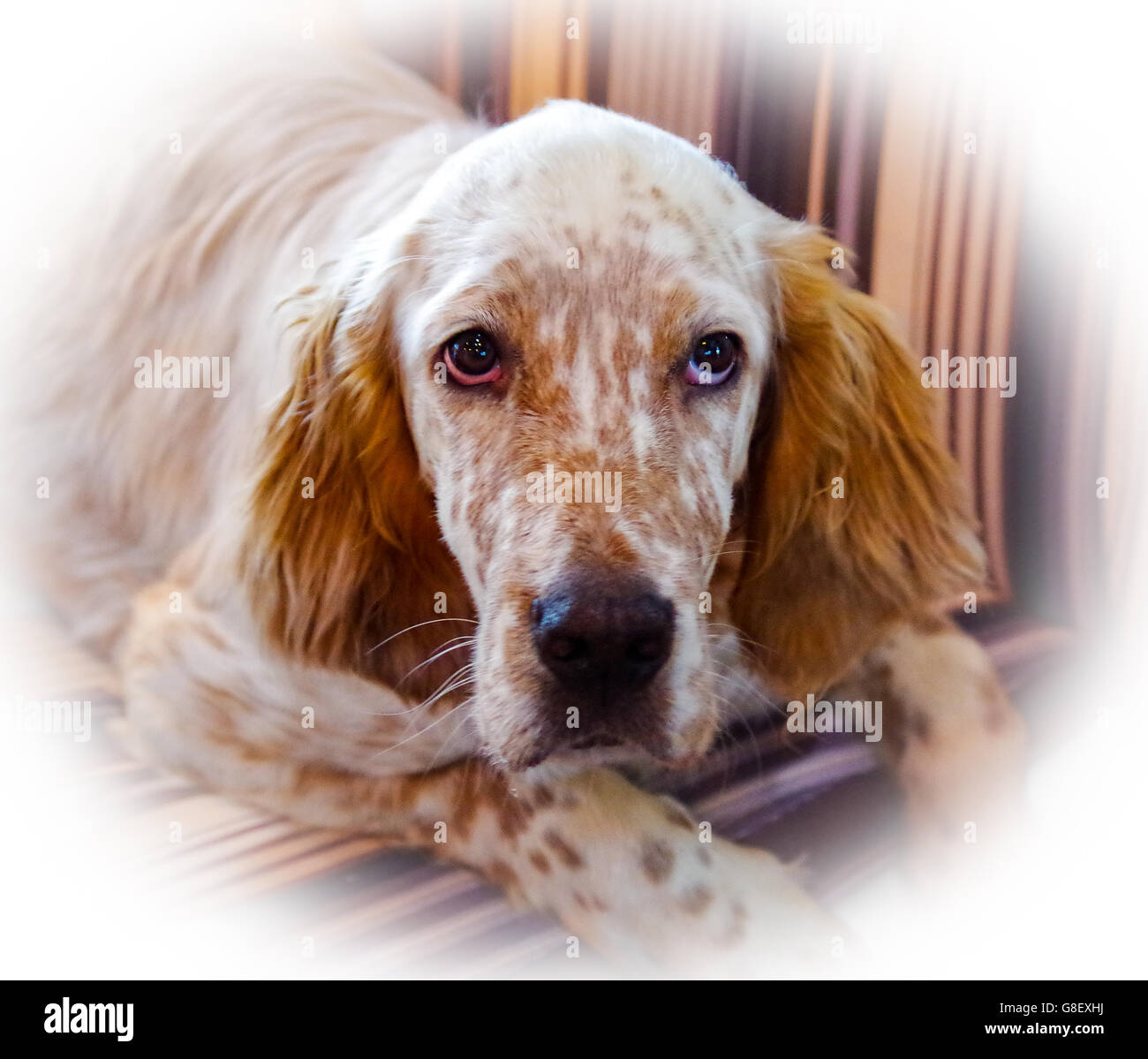 Old english cider hi-res stock photography and images - Alamy