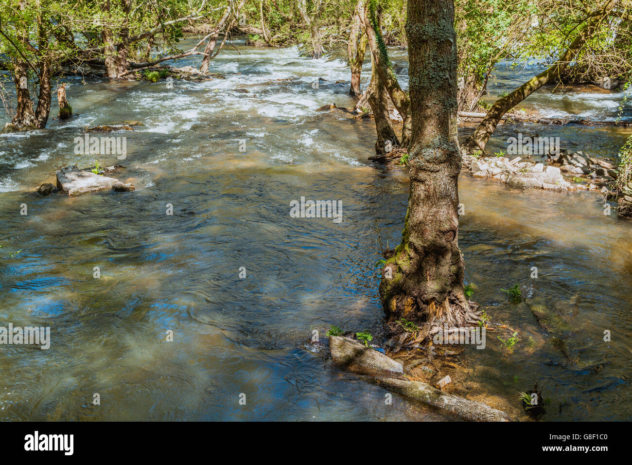 Wide River with Growing Trees on Water Stock Photo - Alamy
