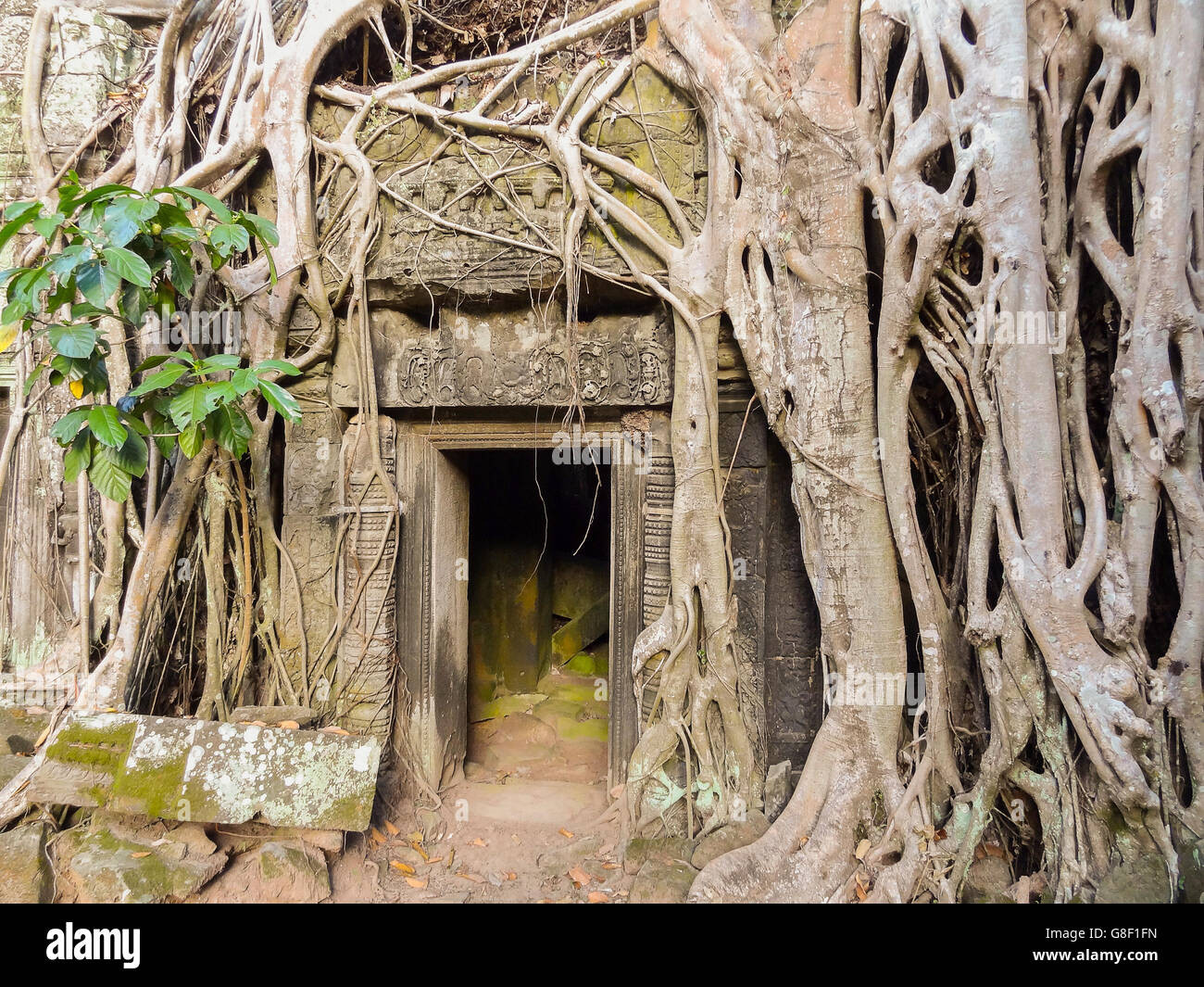 Overgrown temple hi-res stock photography and images - Alamy