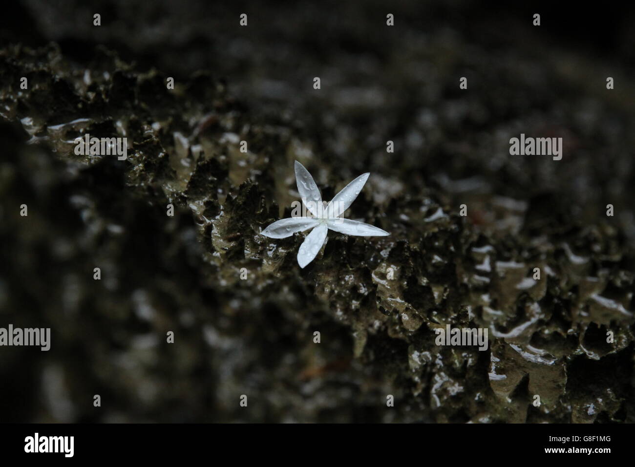 Cave flower hi-res stock photography and images - Alamy