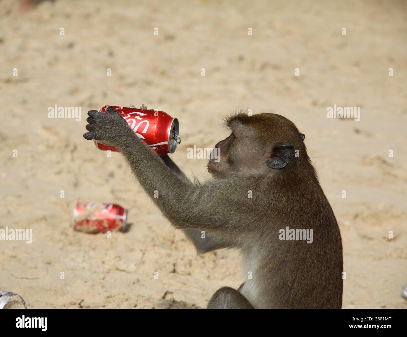Longtaile macaque monkey drinks Coke at the beach, Thailand Stock Photo ...