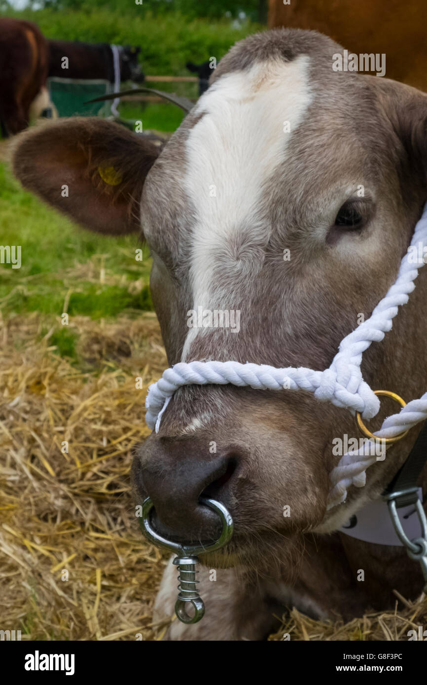 Cow in an Agricultural Show Stock Photo - Alamy