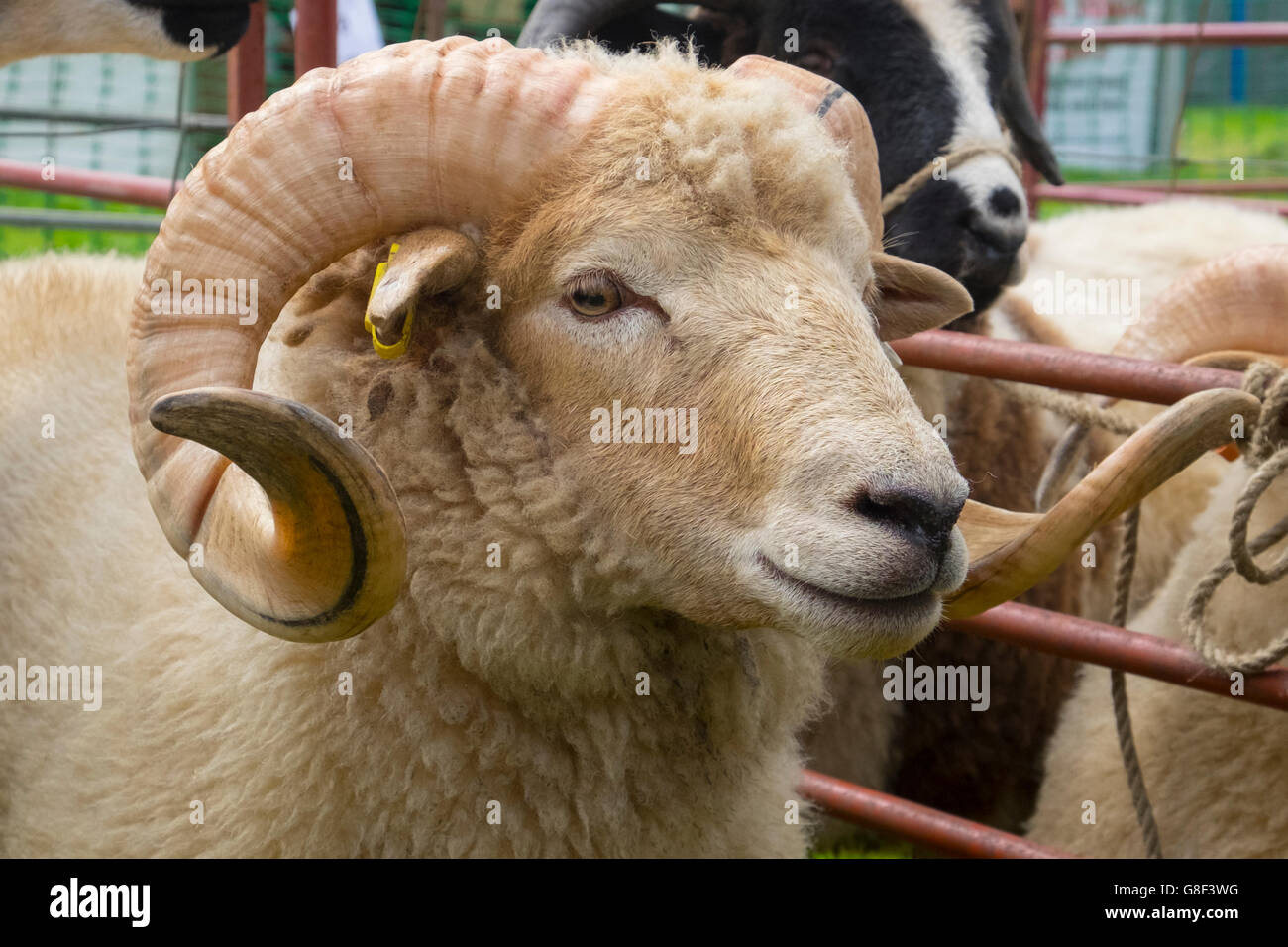 Sheep in an Agricultural Show Stock Photo - Alamy