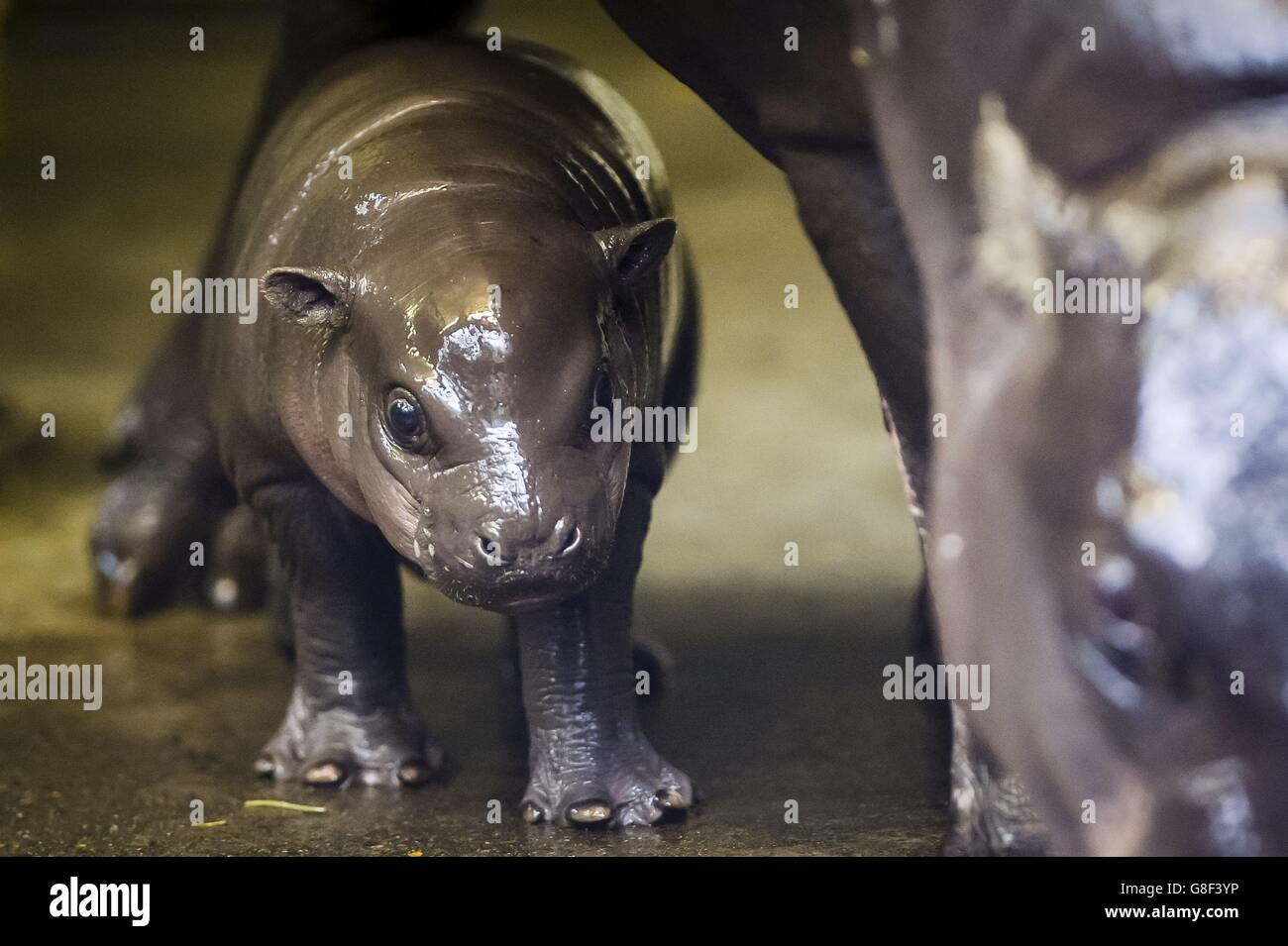 An as of yet unnamed three-week-old baby pygmy hippopotamus calf stays ...