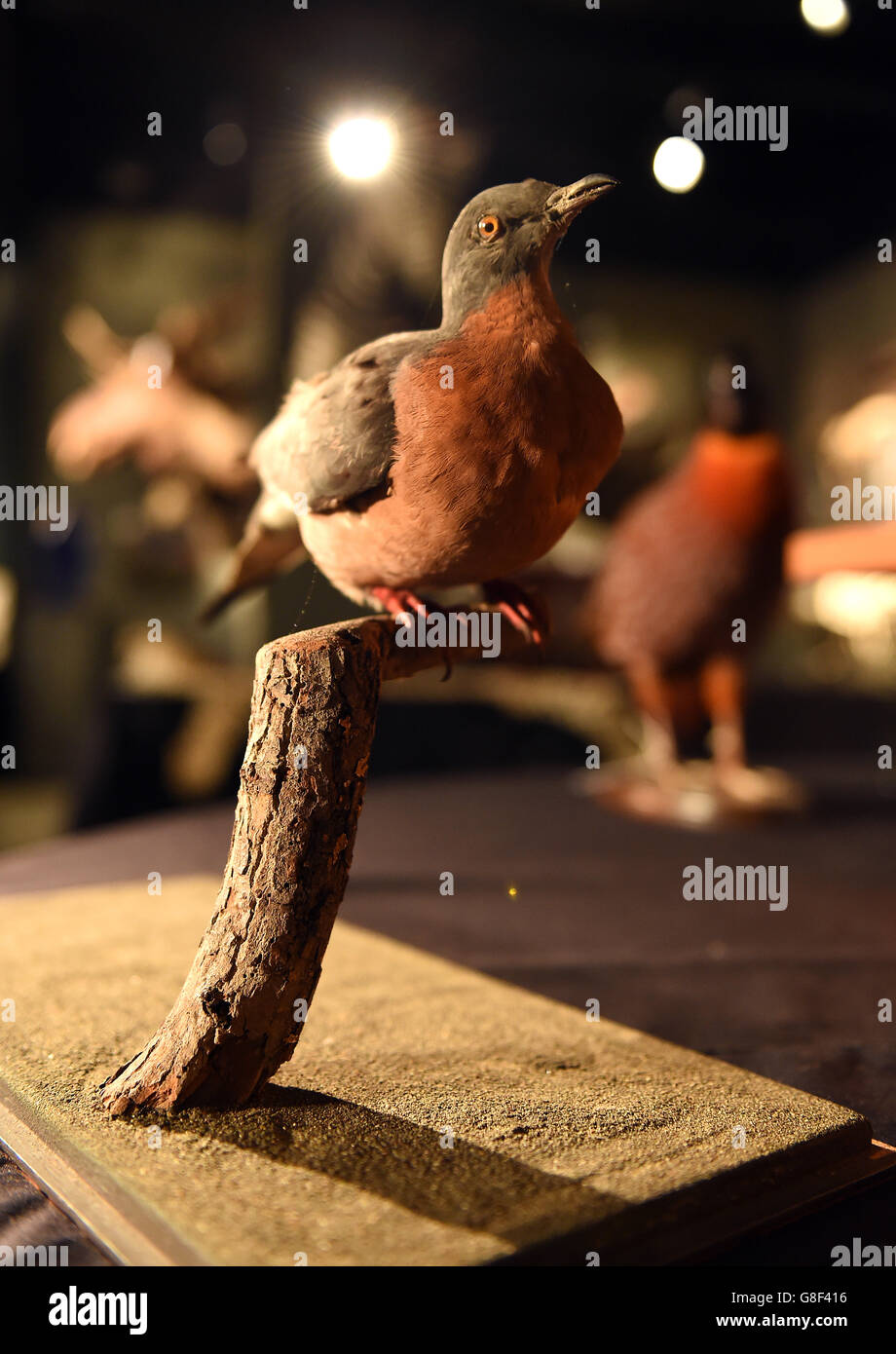 News sale evolution hi-res stock photography and images - Alamy