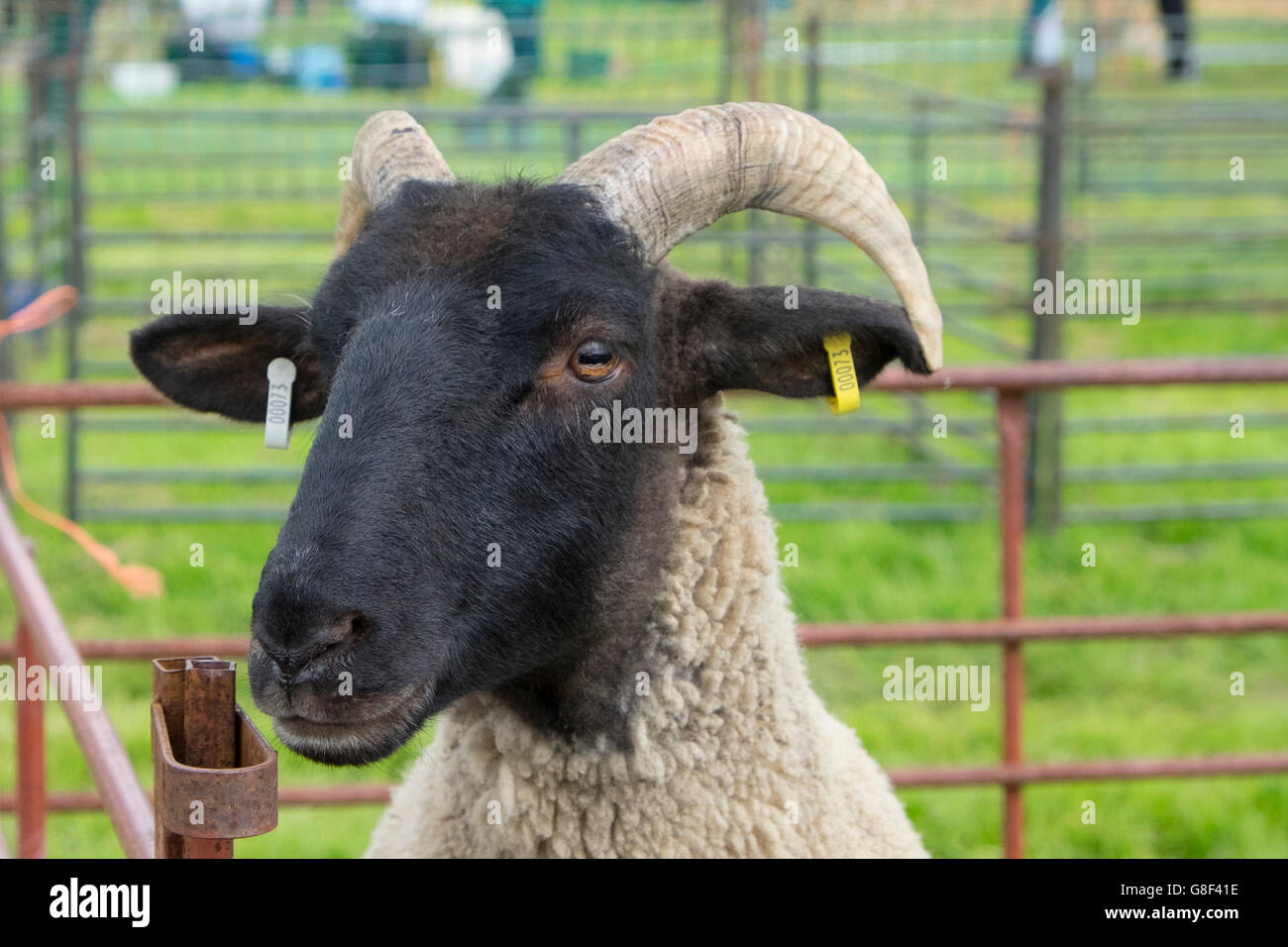 Sheep in an Agricultural Show Stock Photo - Alamy