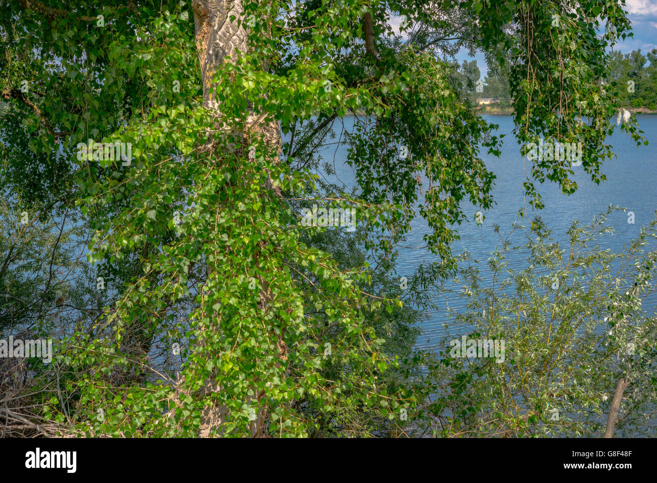 The willow tree by the river Stock Photo - Alamy