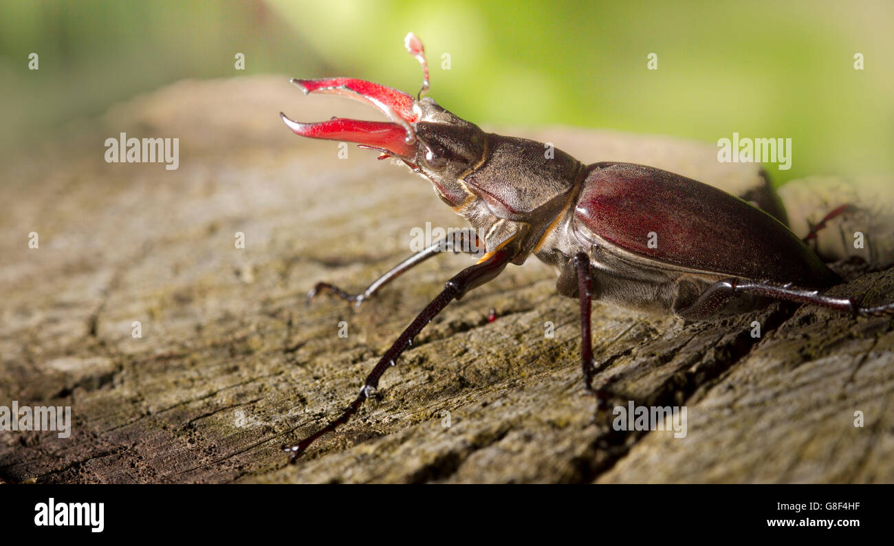 Insect jaws mandibles hi-res stock photography and images - Alamy