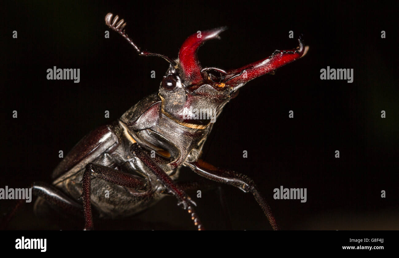 Heavy beetle hi-res stock photography and images - Alamy