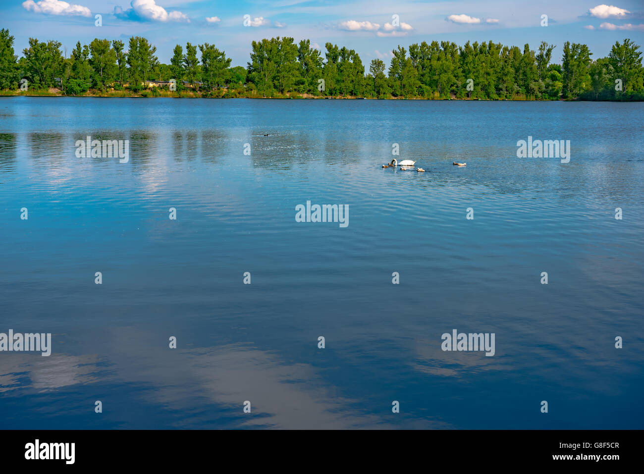 White swan swimming gently in still lake water Stock Photo - Alamy