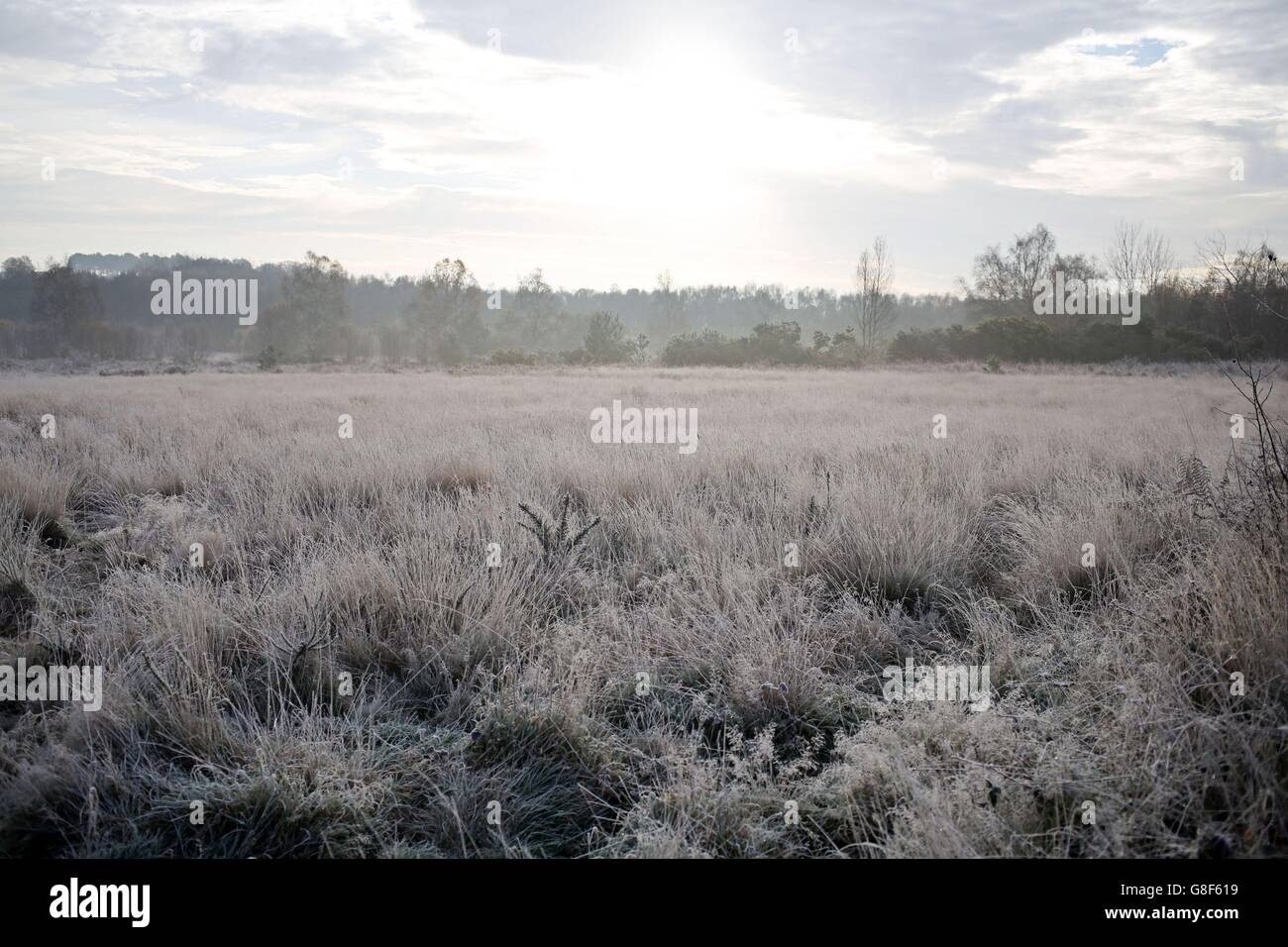 A frosty Chobham Common in Surrey, as Britain shivered through a wintry ...