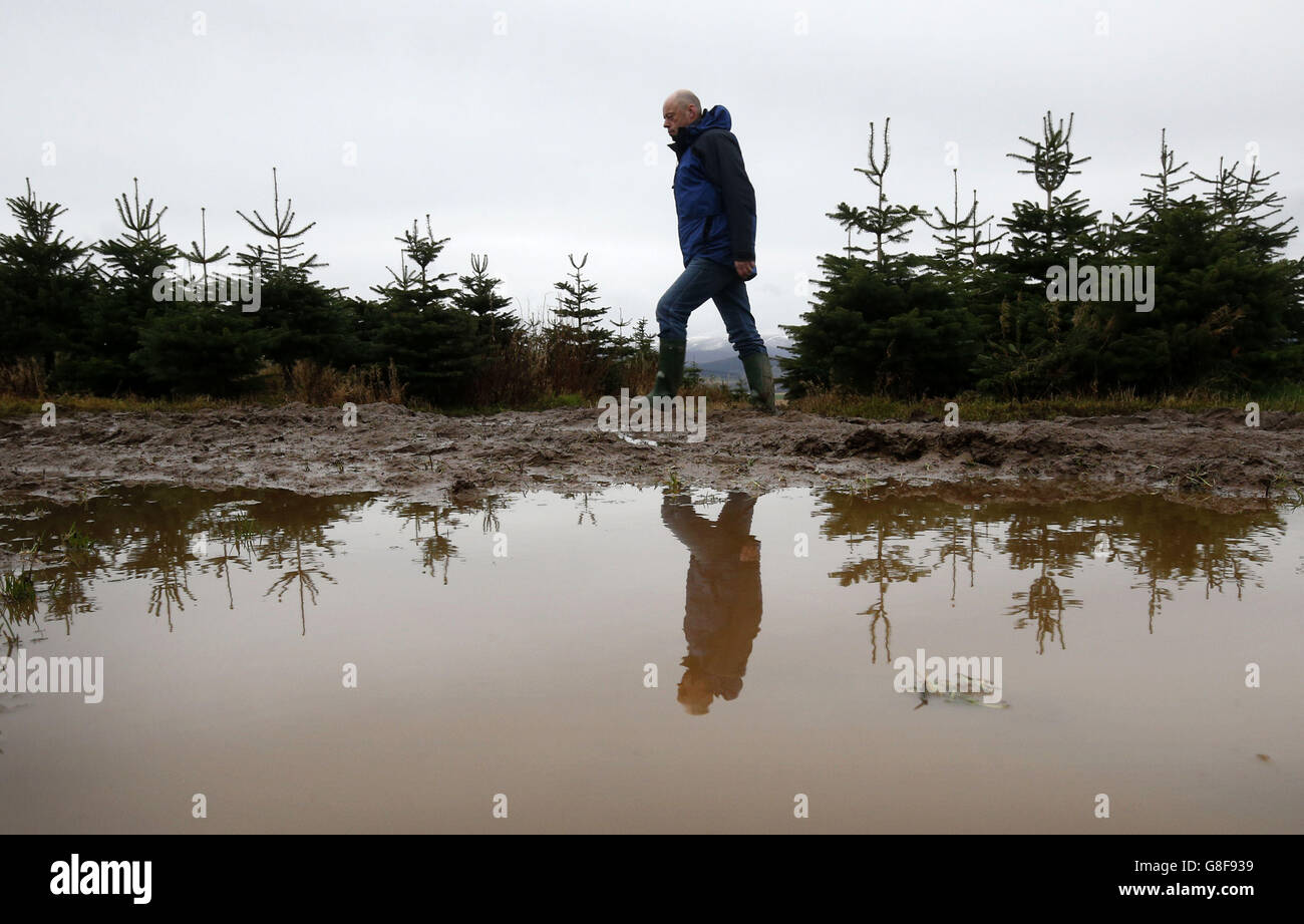Waitrose christmas trees hi-res stock photography and images - Alamy