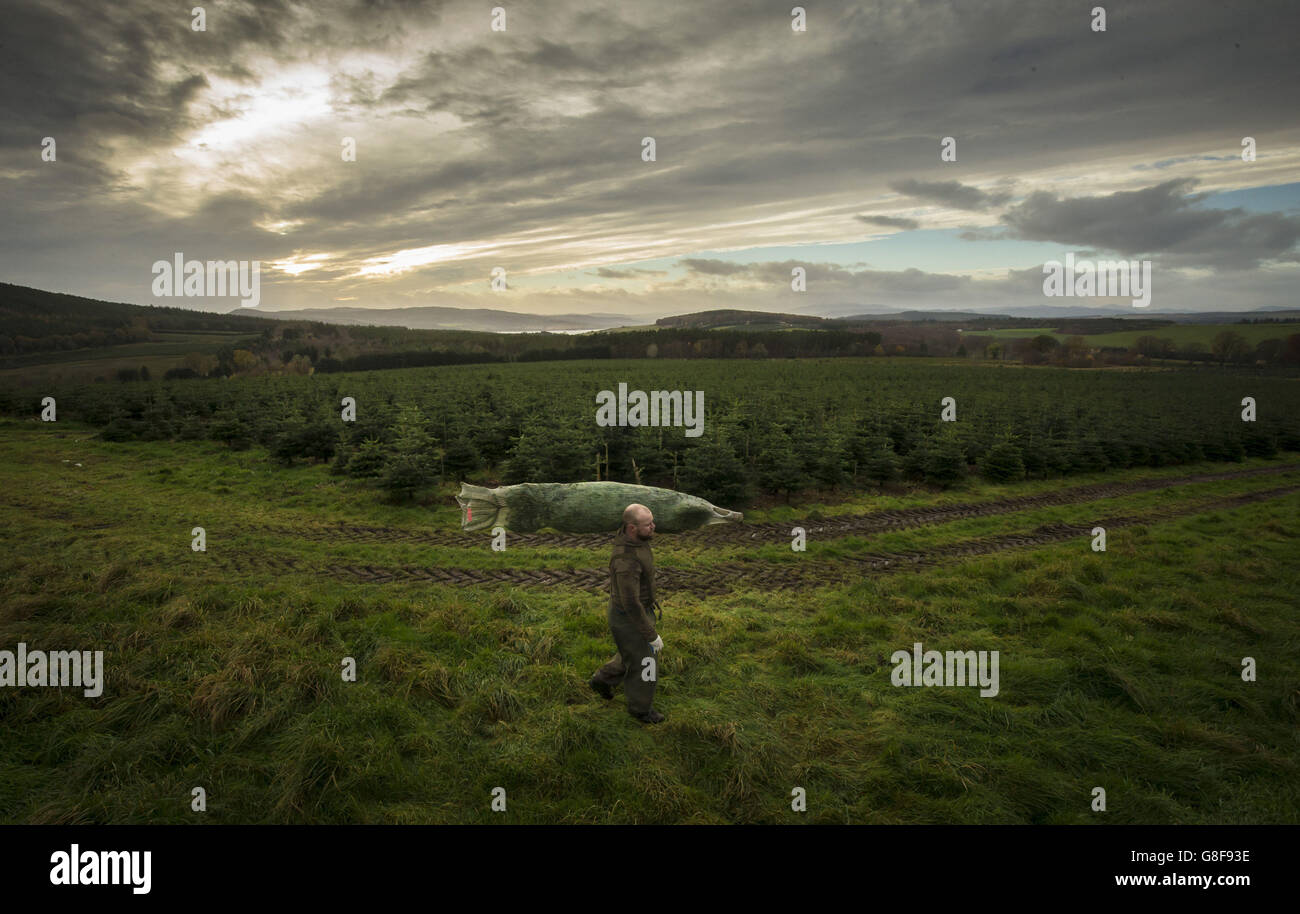 Waitrose Christmas trees Stock Photo - Alamy