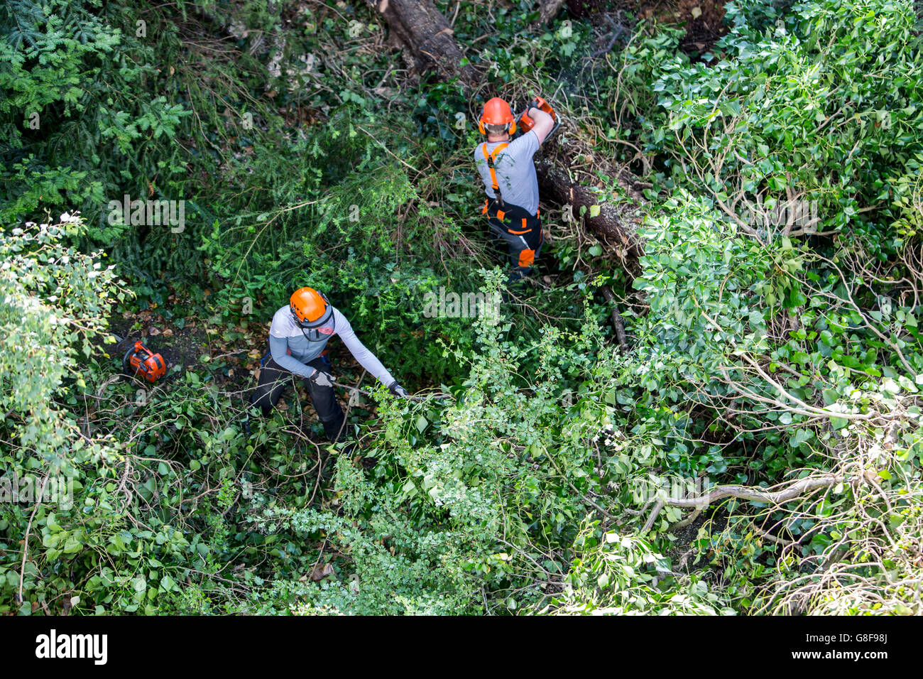 Cut Off Branches High Resolution Stock Photography and Images - Alamy