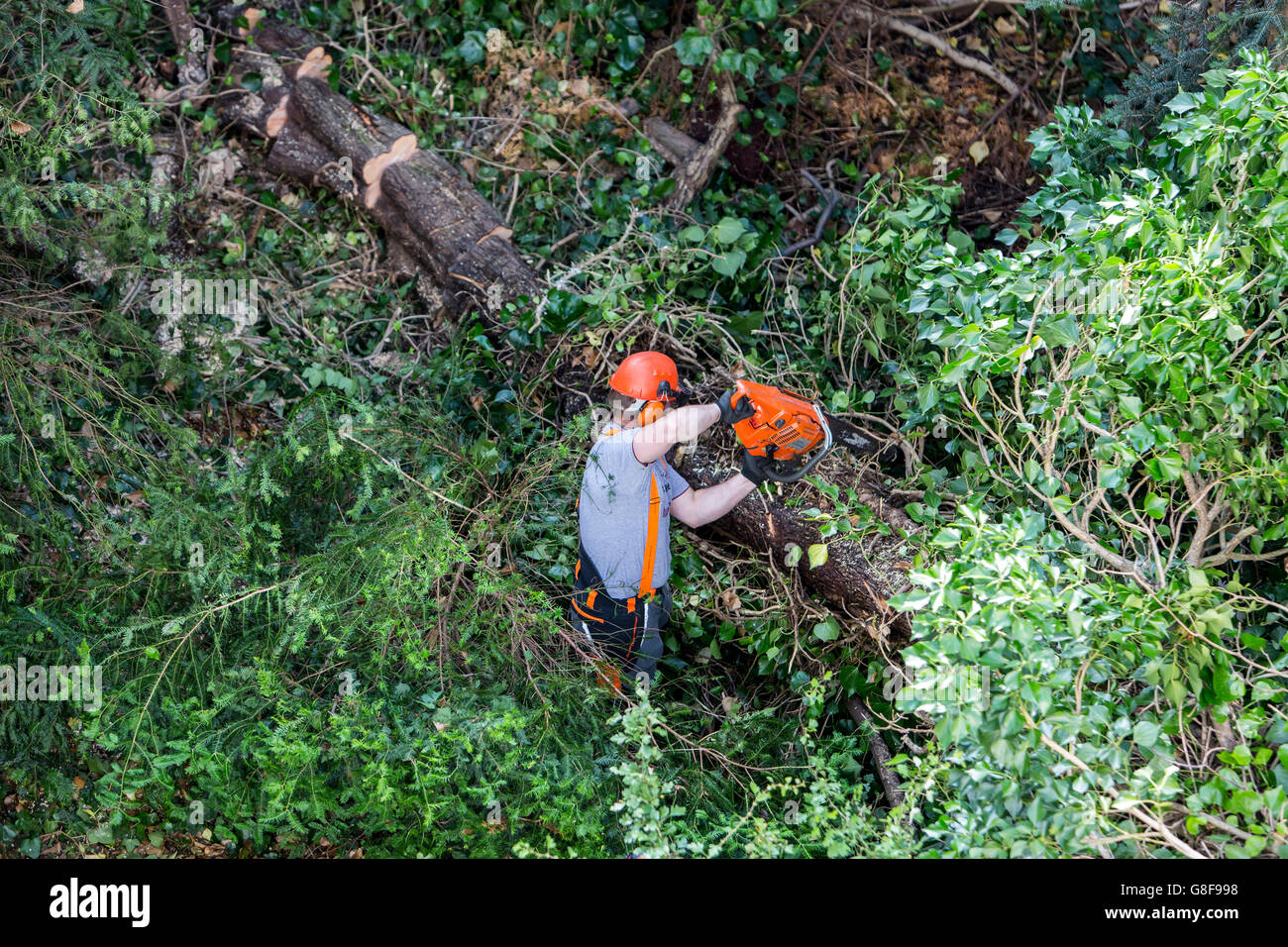 Felling a tree, cut up from the trunk and branches Stock Photo - Alamy