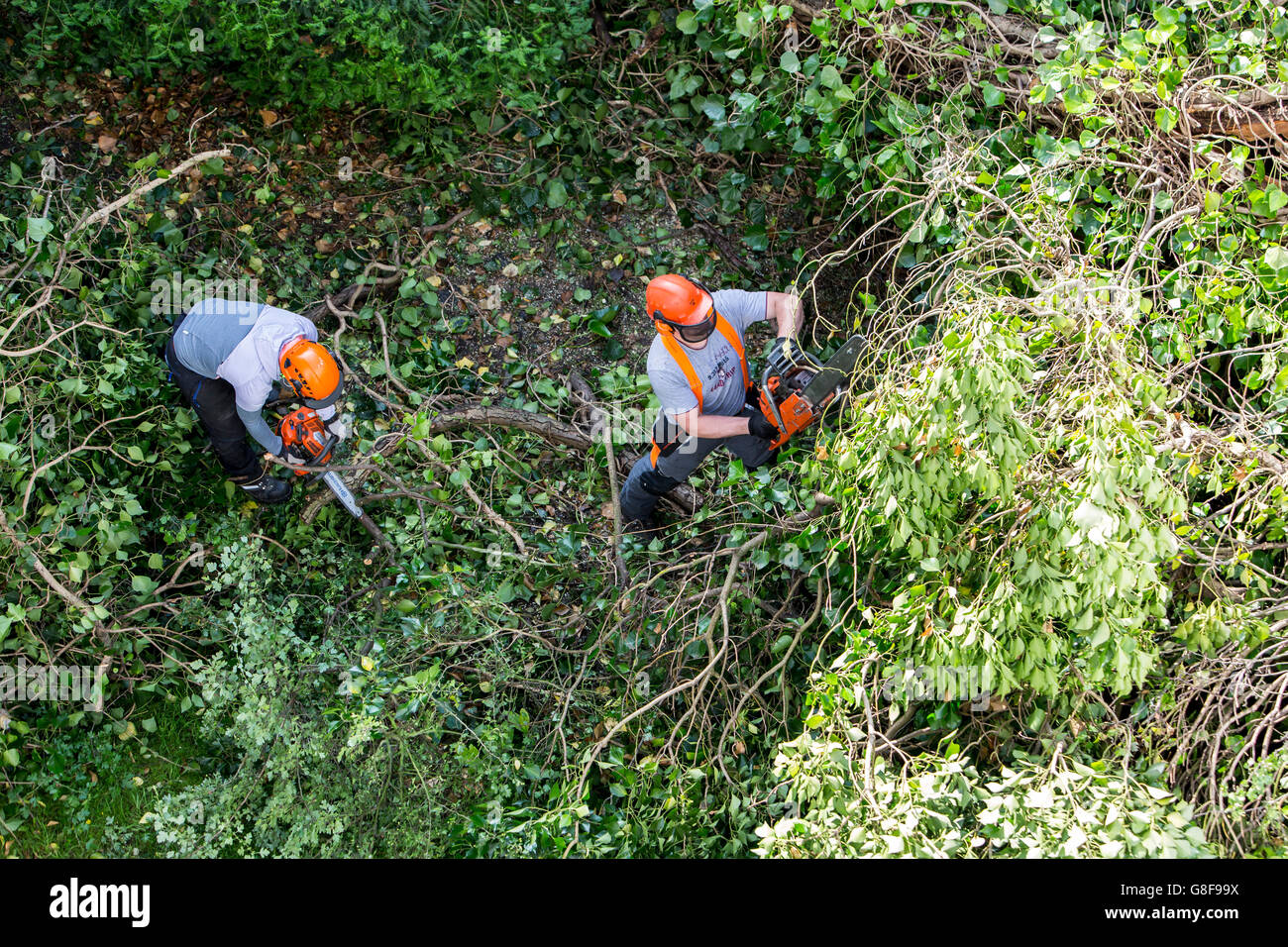 Felling a tree, cut up from the trunk and branches Stock Photo - Alamy